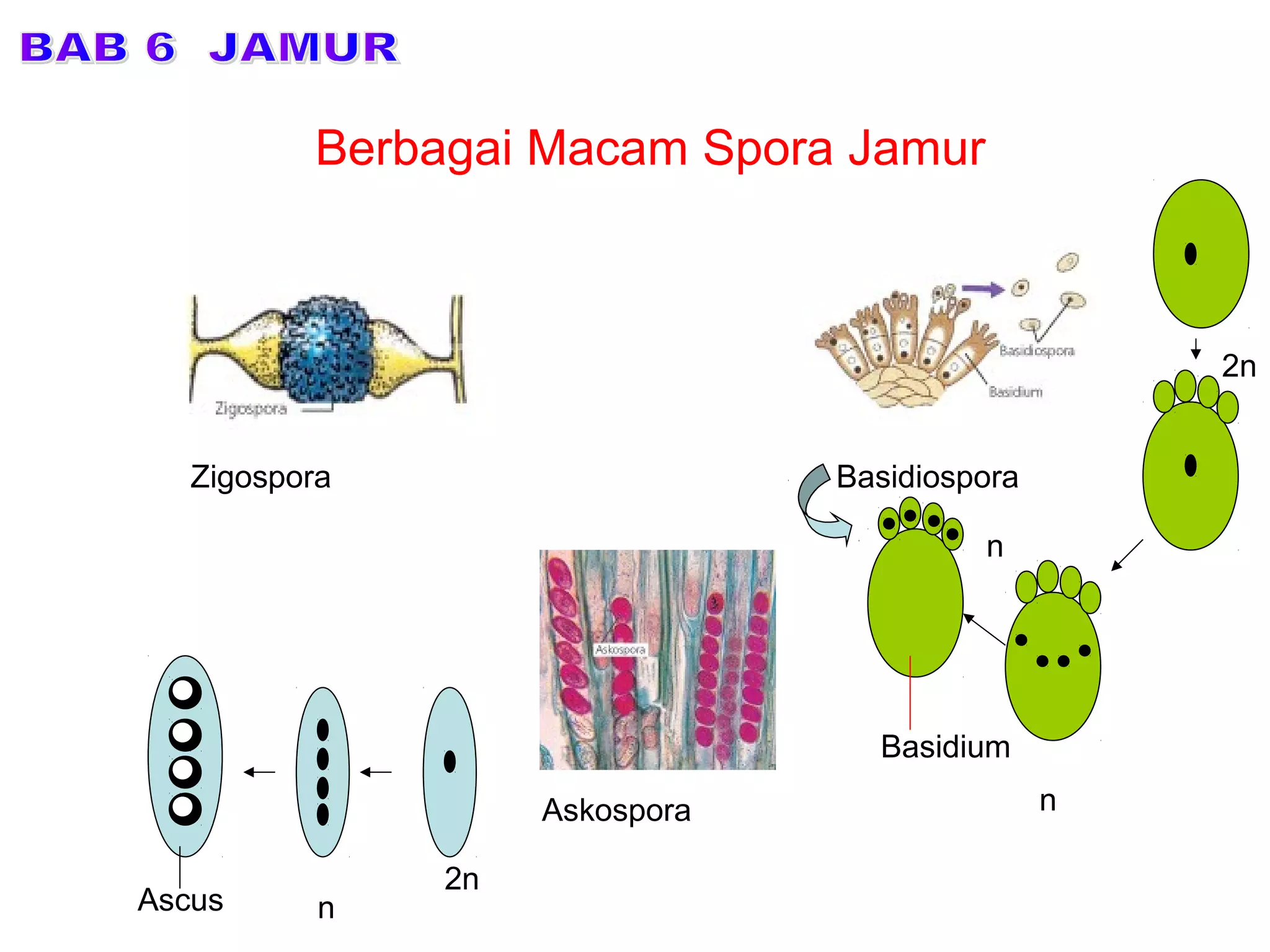 BIOLOGI fungi | PPT