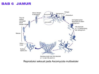 BIOLOGI fungi | PPT