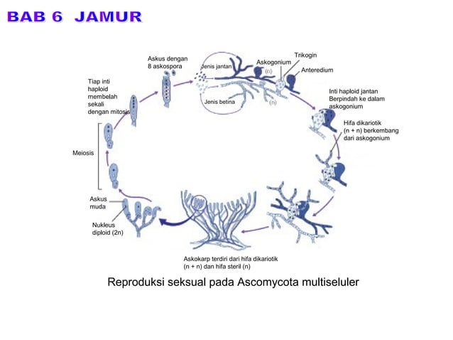 BIOLOGI fungi | PPT