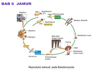 BIOLOGI fungi | PPT