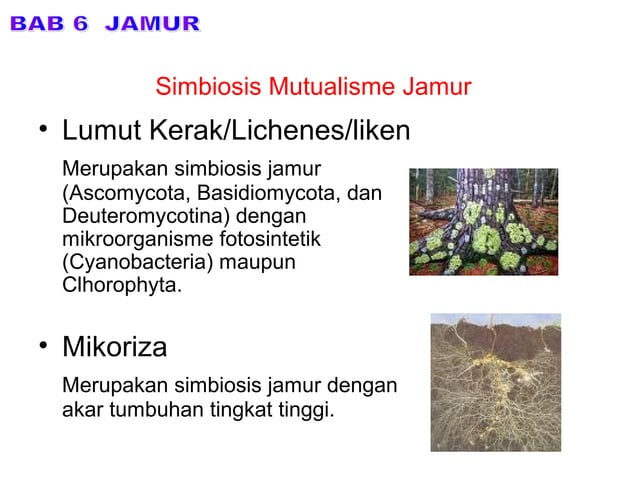 BIOLOGI fungi | PPT