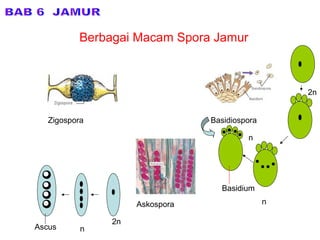 BIOLOGI fungi | PPT