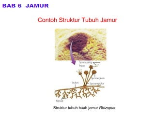 BIOLOGI fungi | PPT
