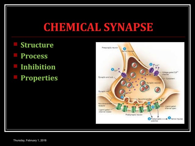 SYNAPSE | PPT