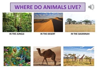 Animal habitat | PPTX