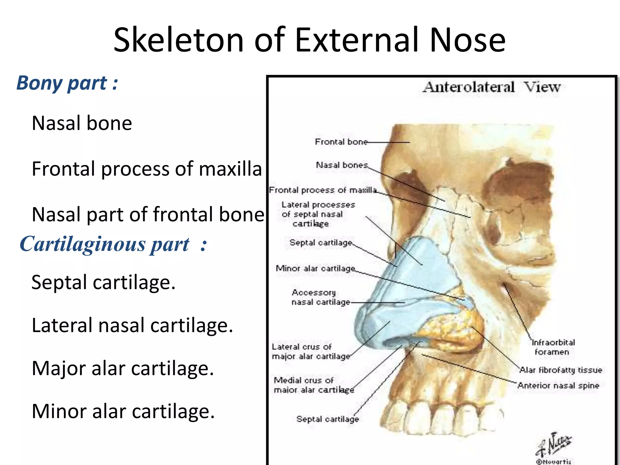 Nasal fracture | PPTX