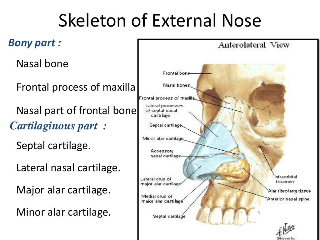 Nasal Fracture
