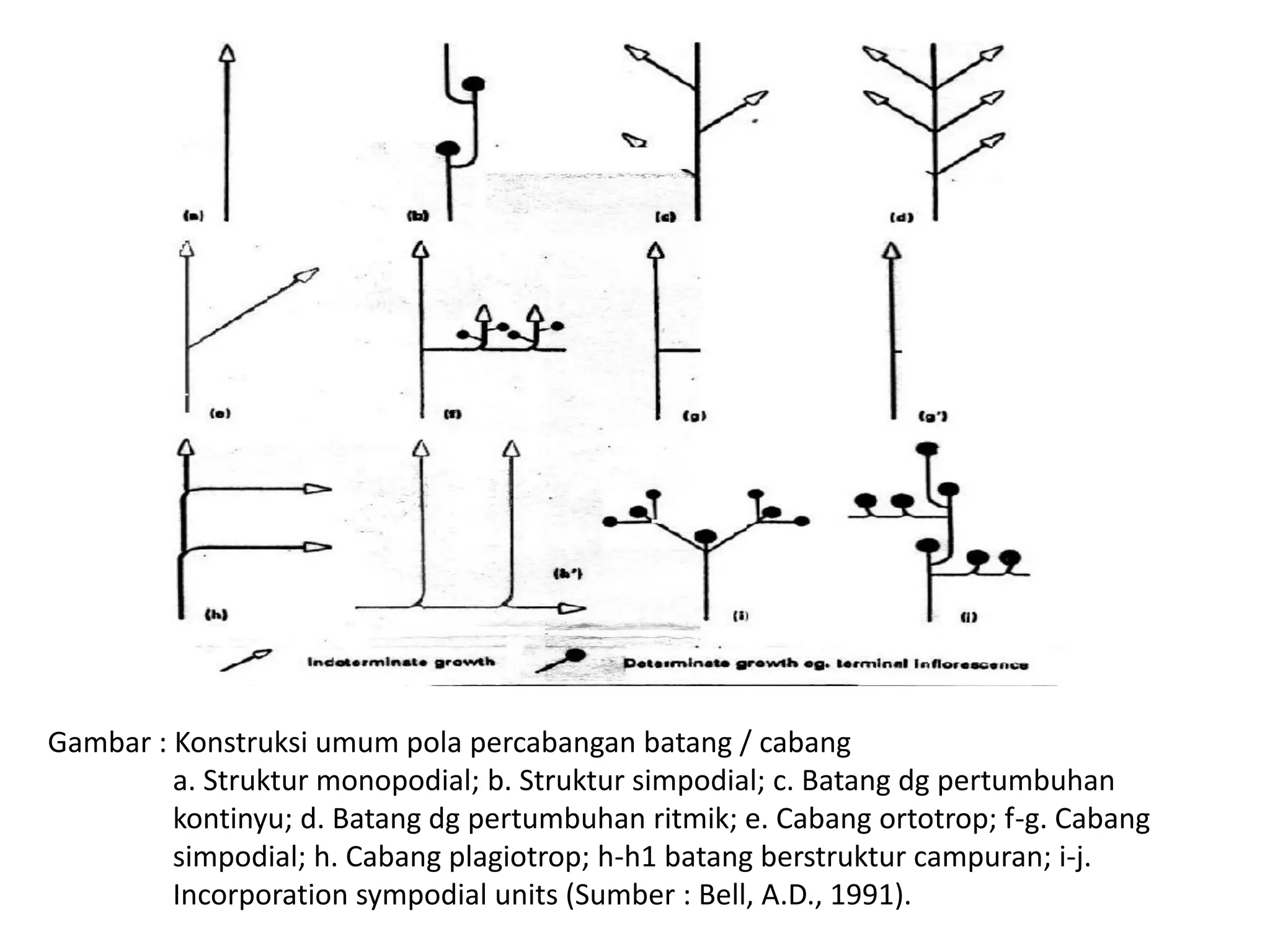5. Arsitektur Pohon | PDF