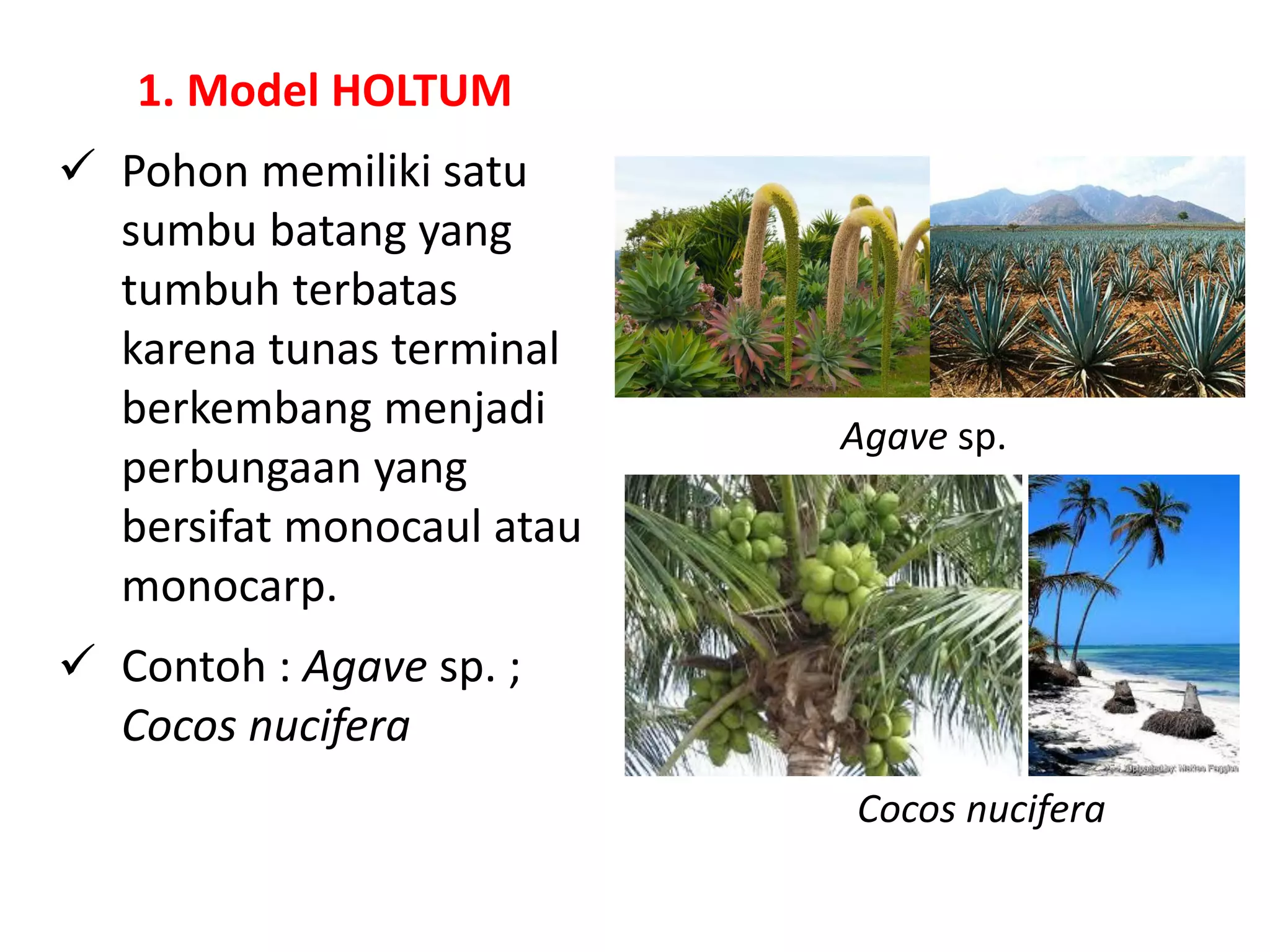 5. Arsitektur Pohon | PDF