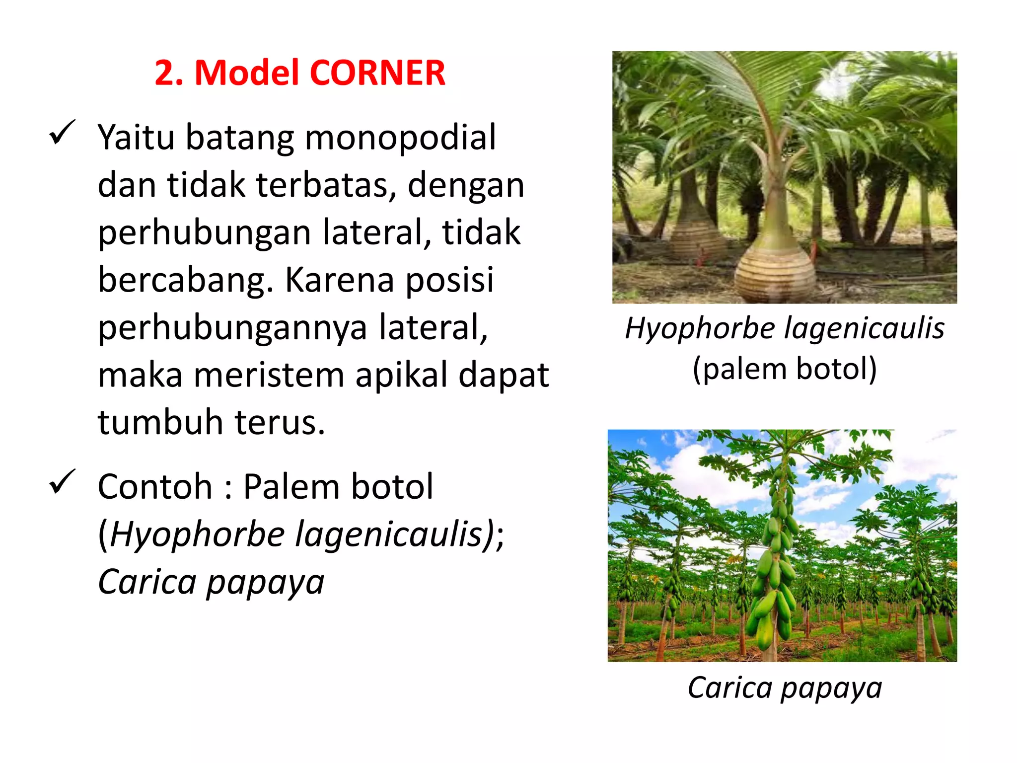 5. Arsitektur Pohon | PDF