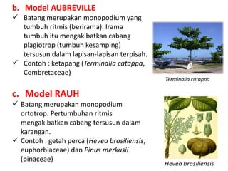5. Arsitektur Pohon | PDF
