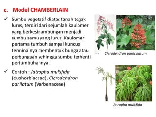 5. Arsitektur Pohon | PDF