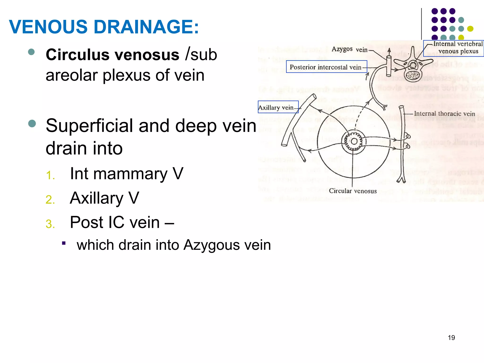 6. mammary gland | PPT