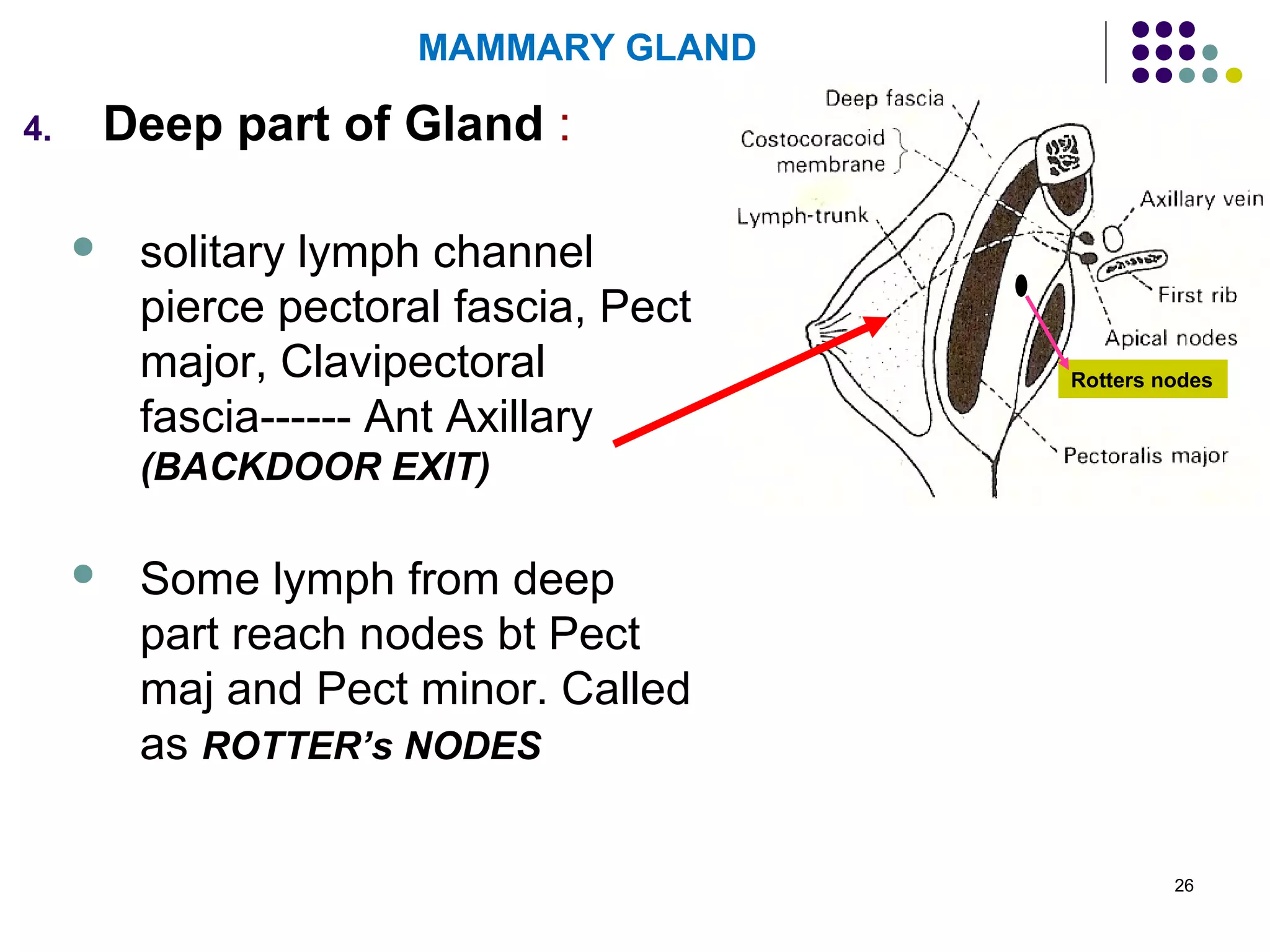 6. mammary gland | PPT