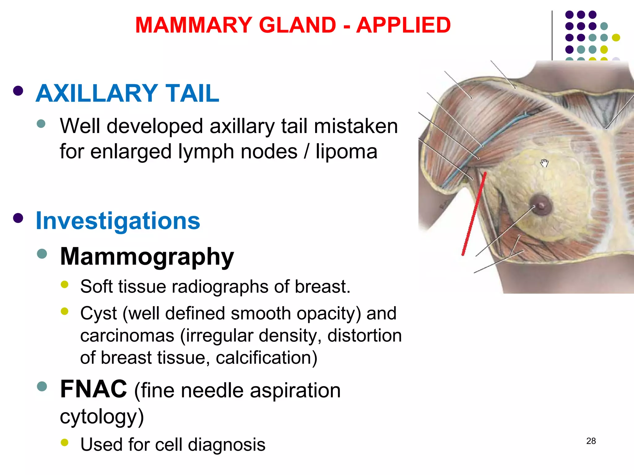 6. mammary gland | PPT