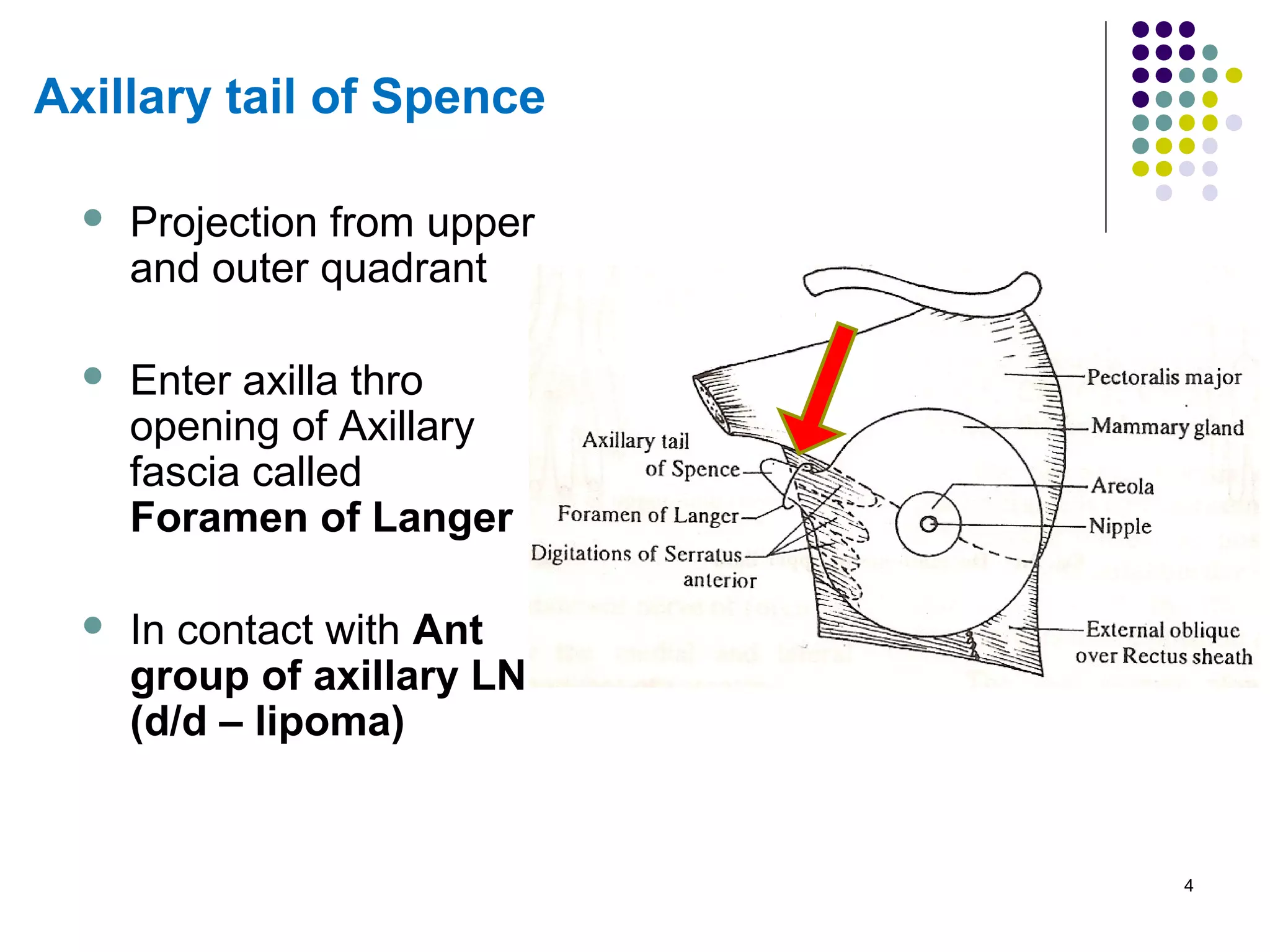 6. mammary gland | PPT