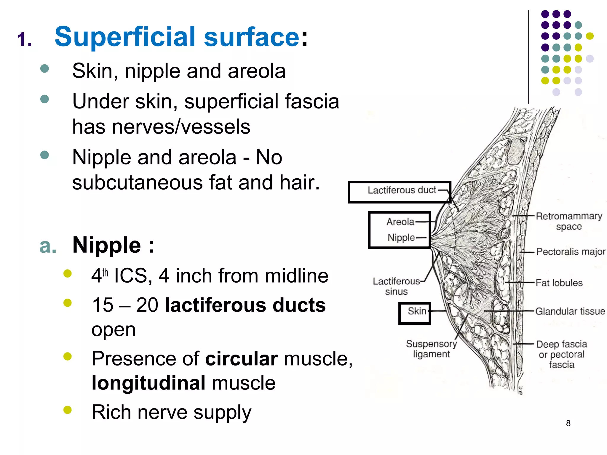 6. mammary gland | PPT