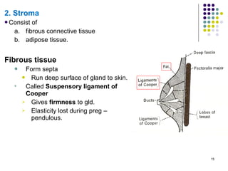 6. mammary gland | PPT
