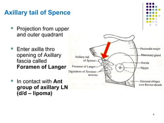 6. mammary gland | PPT