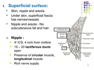 6. mammary gland | PPT