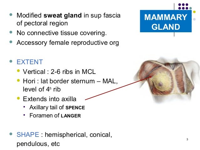 6. mammary gland