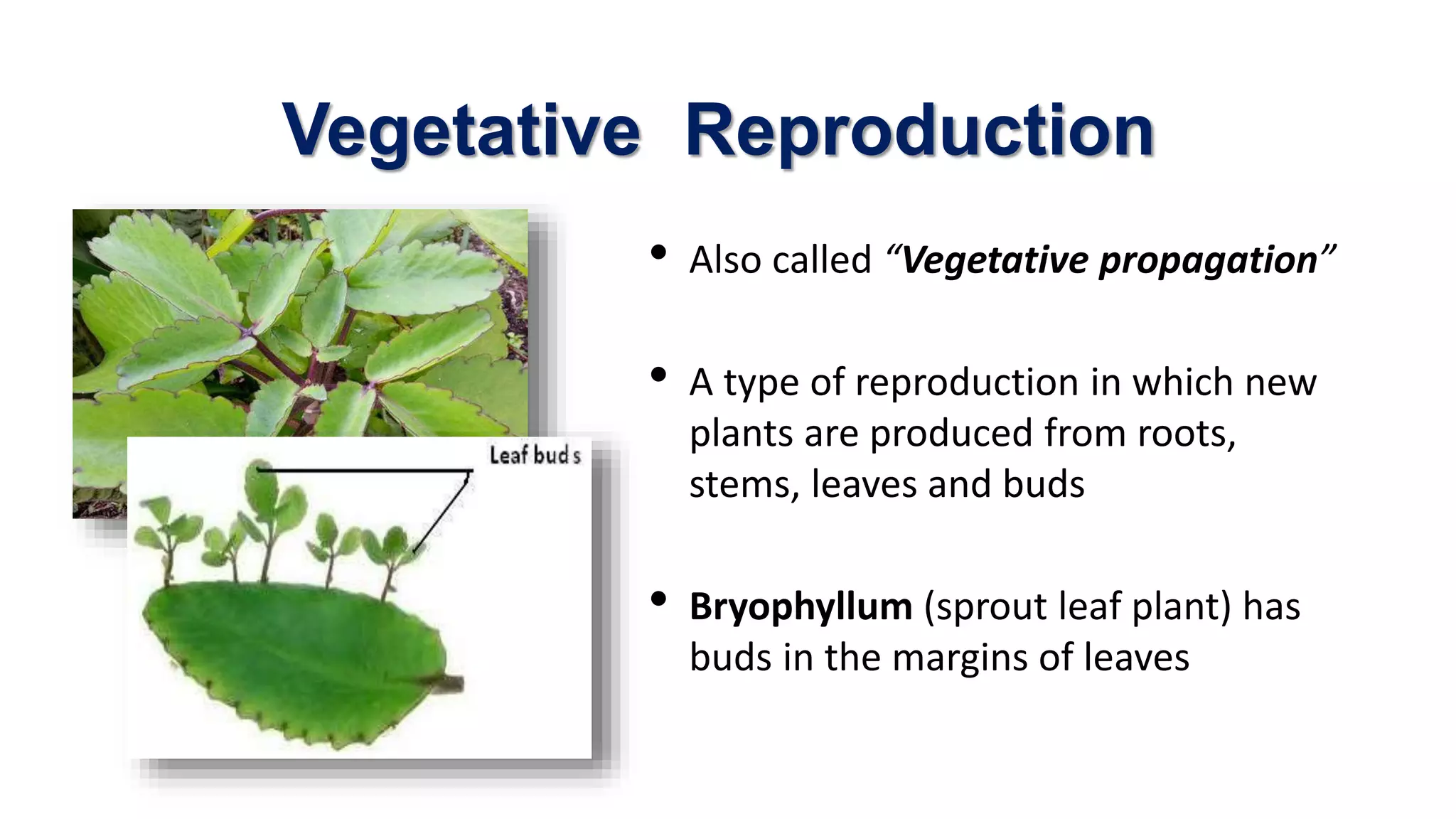 Life Cycle and Reproductive Structure | PPTX