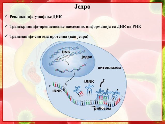 6. Jedro | PPT