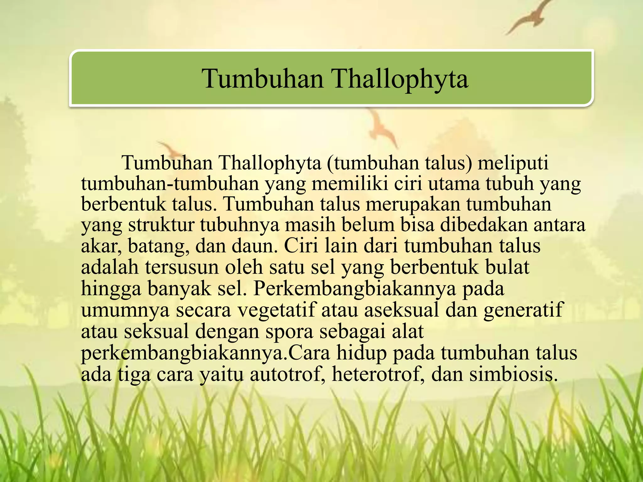 TUMBUHAN THALLOPHYTA DAN TRACHEOPHYTA | PPTX