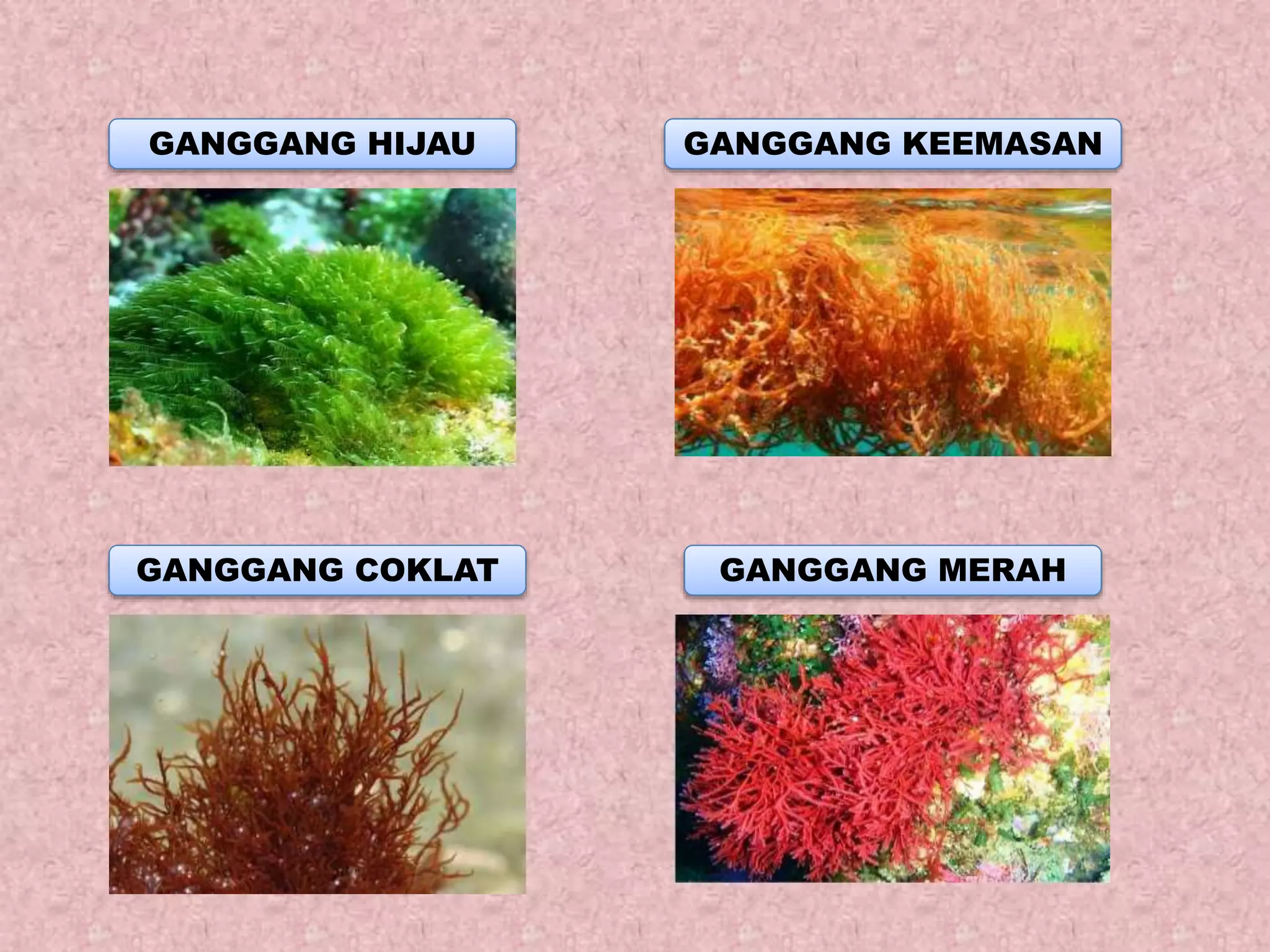 TUMBUHAN THALLOPHYTA DAN TRACHEOPHYTA | PPTX