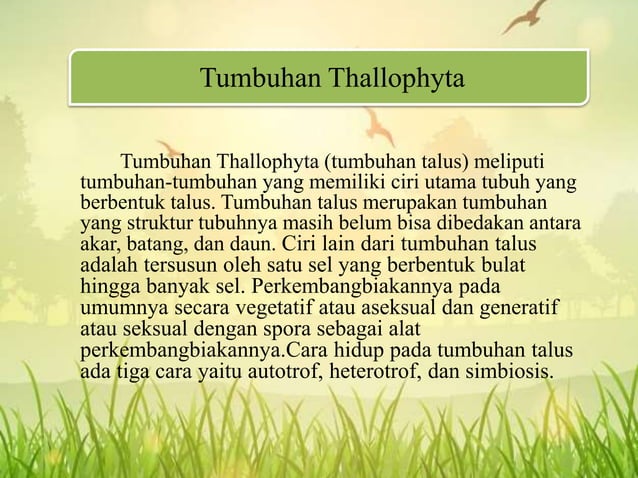 TUMBUHAN THALLOPHYTA DAN TRACHEOPHYTA | PPTX