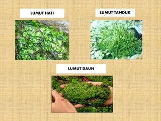 TUMBUHAN THALLOPHYTA DAN TRACHEOPHYTA | PPTX