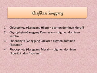 TUMBUHAN THALLOPHYTA DAN TRACHEOPHYTA | PPTX