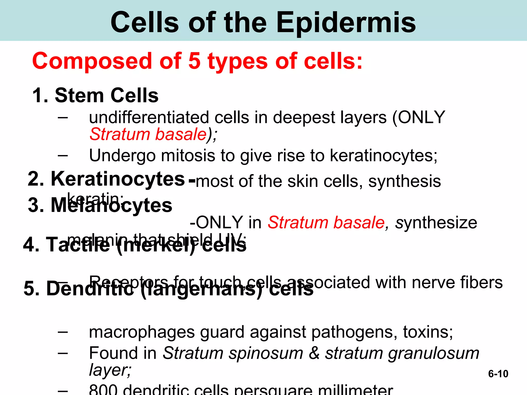 6. intergumentary system | PPT