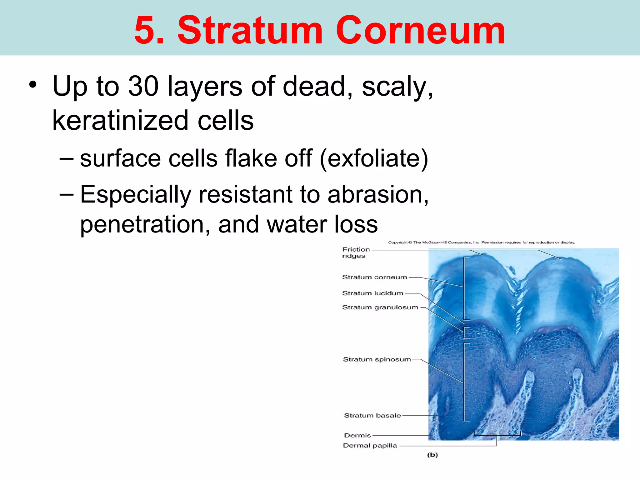 6. intergumentary system | PPT