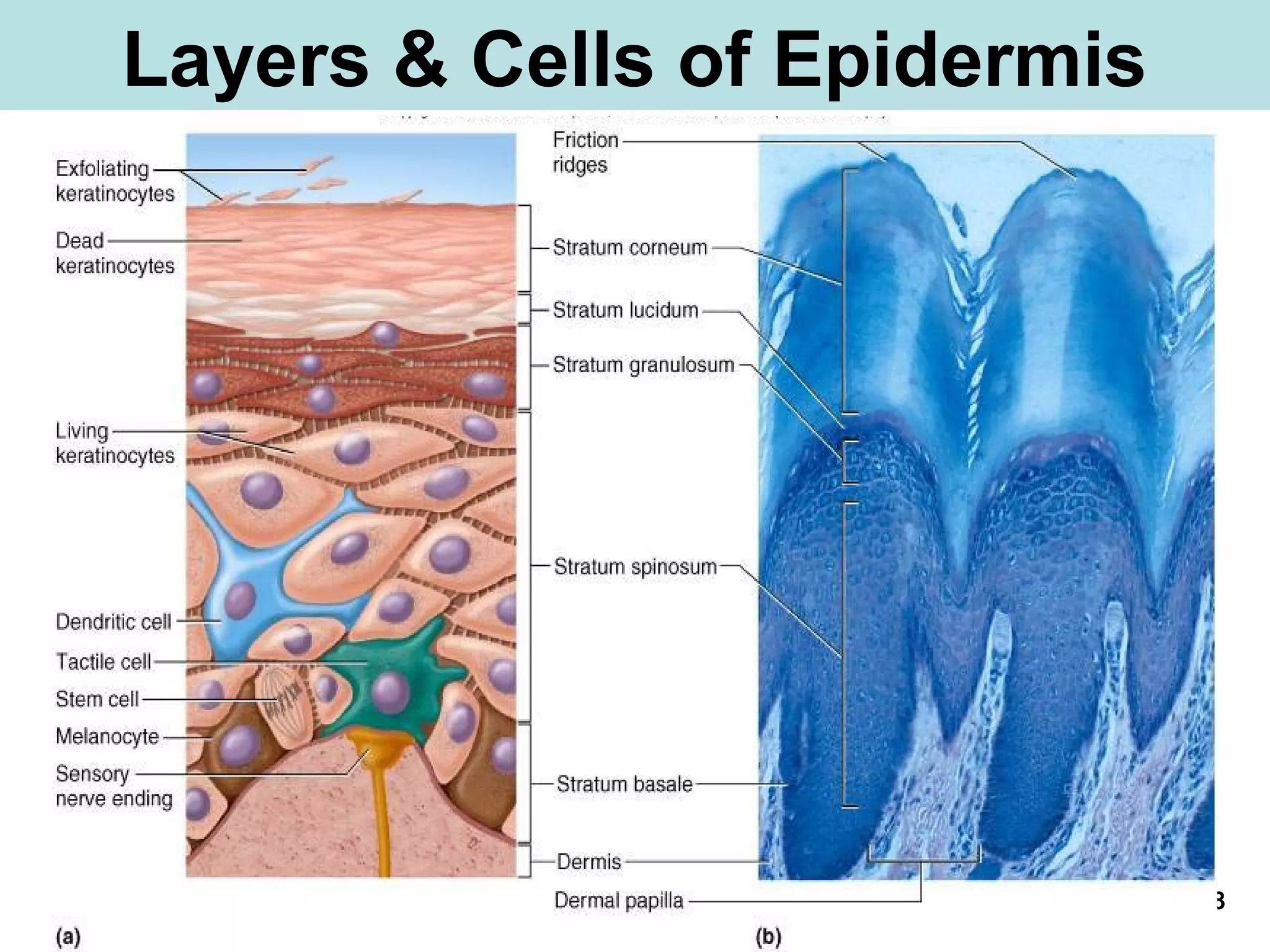 6. intergumentary system | PPT