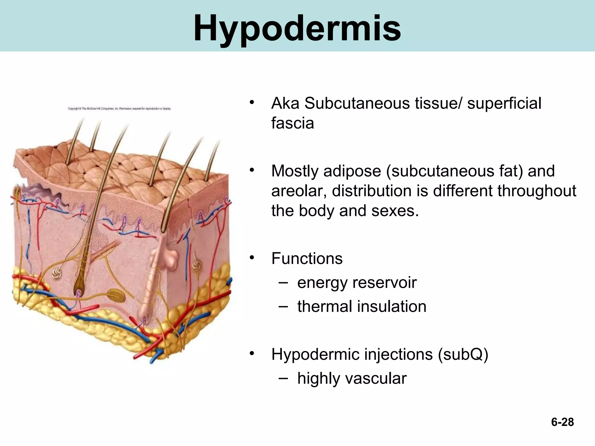 6. intergumentary system | PPT