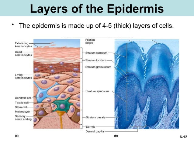 6. intergumentary system | PPT