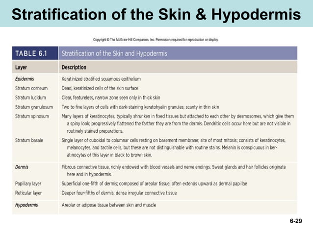 6. intergumentary system | PPT