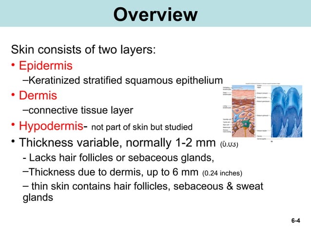 6. intergumentary system | PPT