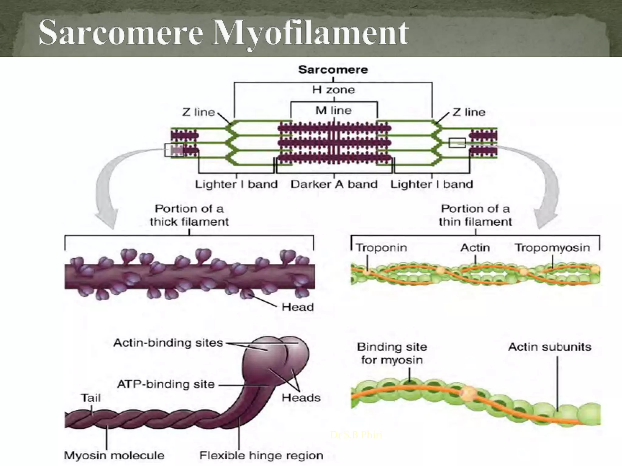 6. general muscle morphology lecture 1 | PPTX