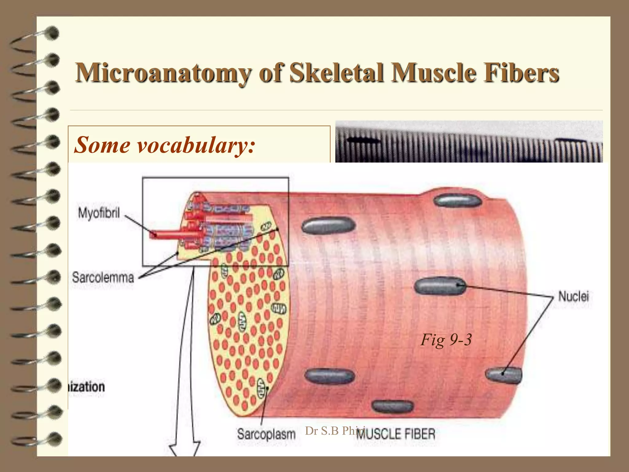 6. general muscle morphology lecture 1 | PPTX | Biological Sciences ...