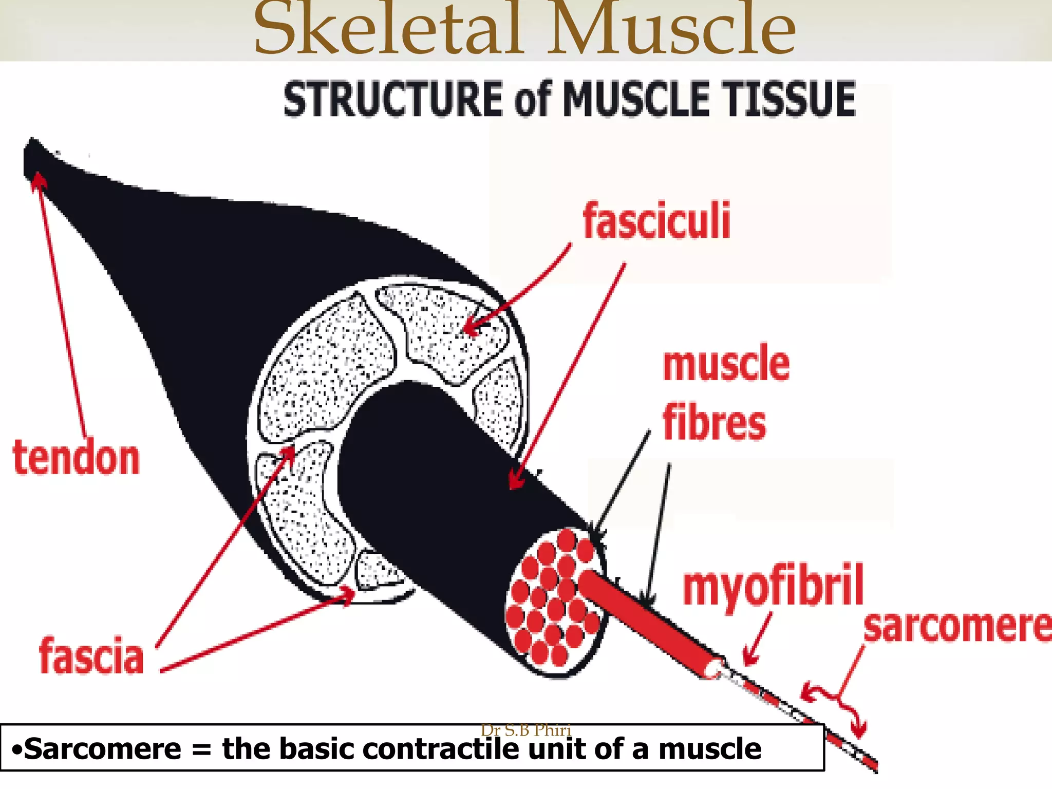 6. general muscle morphology lecture 1 | PPTX