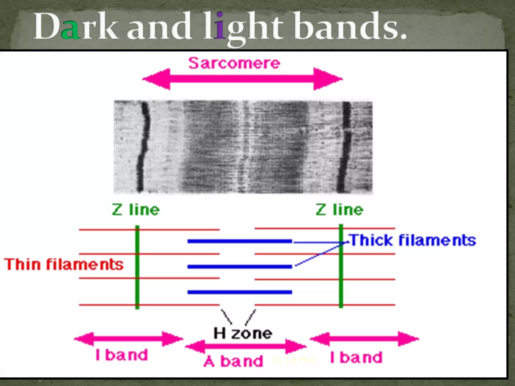6. general muscle morphology lecture 1 | PPTX | Biological Sciences ...