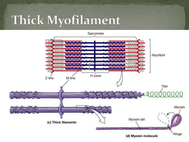 6. general muscle morphology lecture 1 | PPTX | Biological Sciences ...