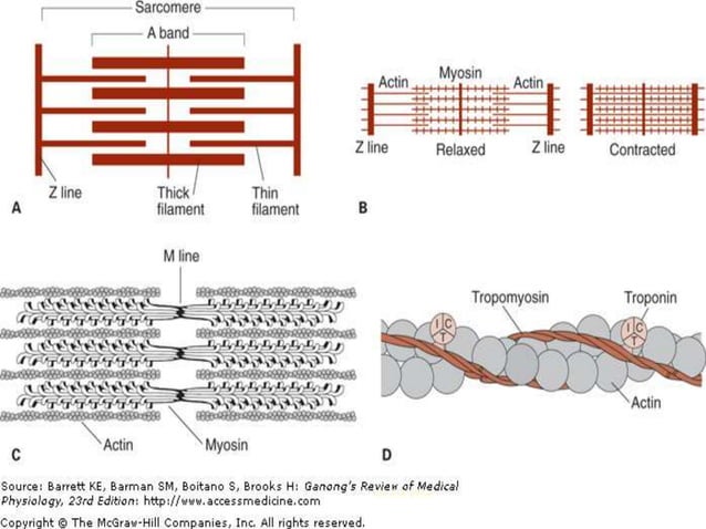 6. general muscle morphology lecture 1 | PPTX | Biological Sciences ...