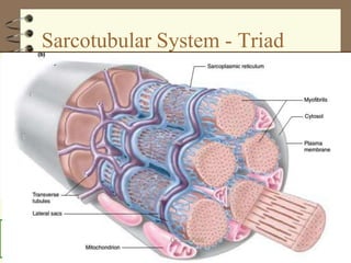 6. general muscle morphology lecture 1 | PPTX