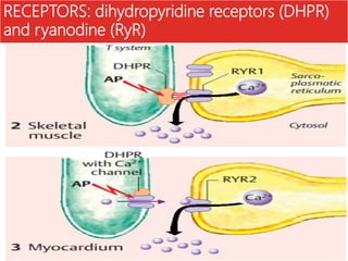 6. general muscle morphology lecture 1 | PPTX | Biological Sciences ...