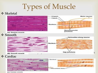 6. general muscle morphology lecture 1 | PPTX