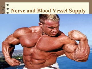 6. general muscle morphology lecture 1 | PPTX