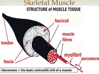 6. general muscle morphology lecture 1 | PPTX
